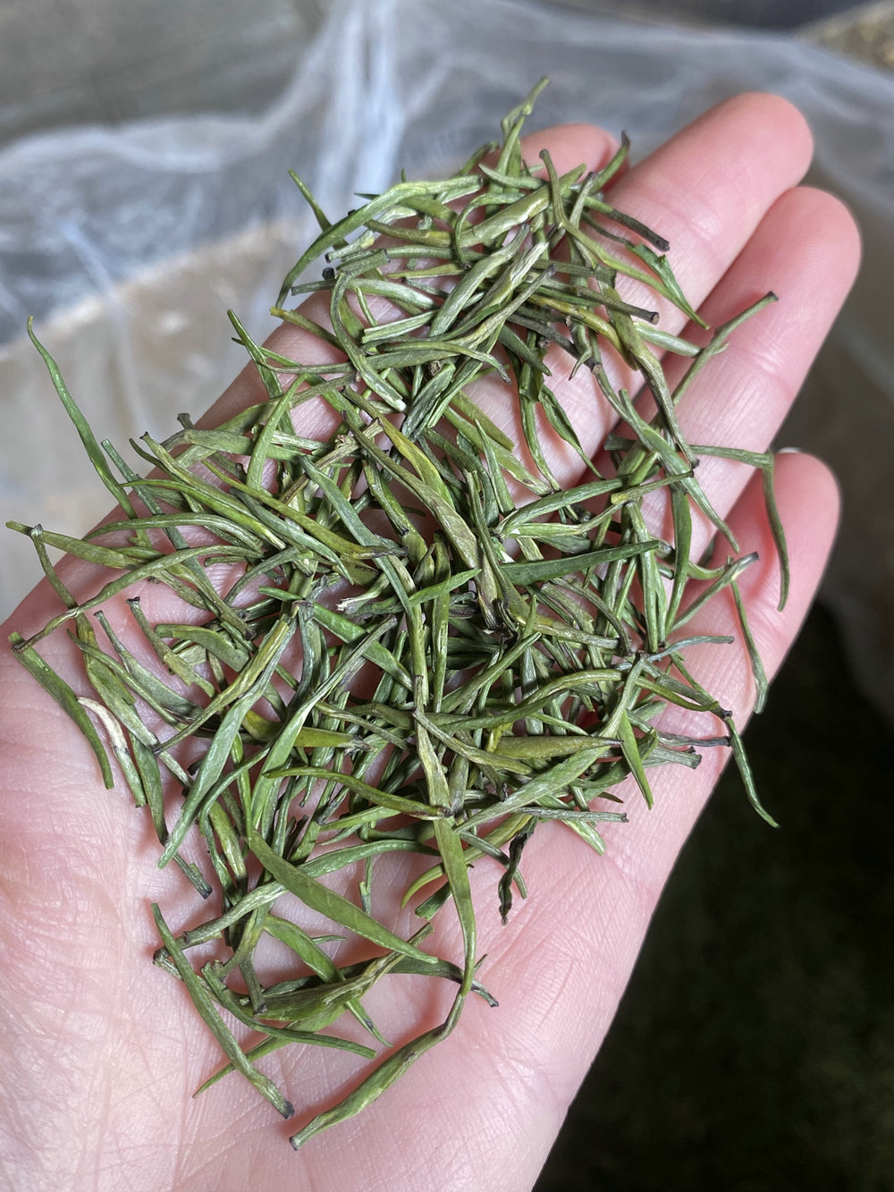Cloud Mist One Bud Green Tea ( Green Sword Tea ) – Hangzhou Zhiqinghe ...