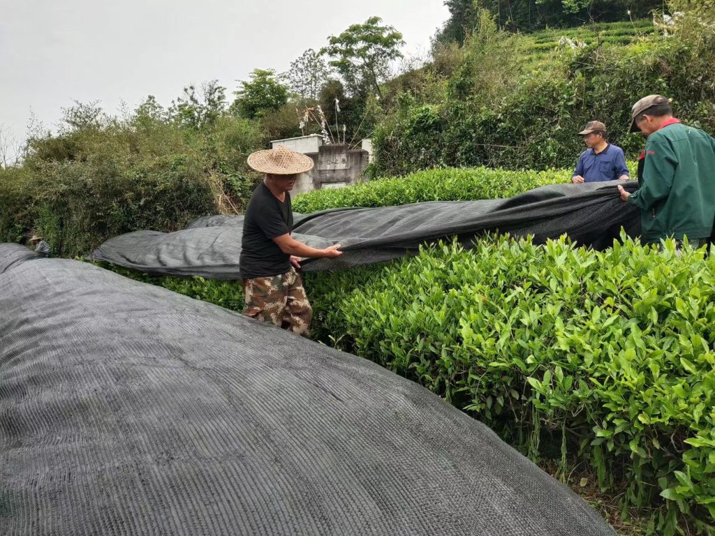 Organic Matcha Tea Vanilla Flavor – Hangzhou Zhiqinghe Tea Tech Co.,Ltd.